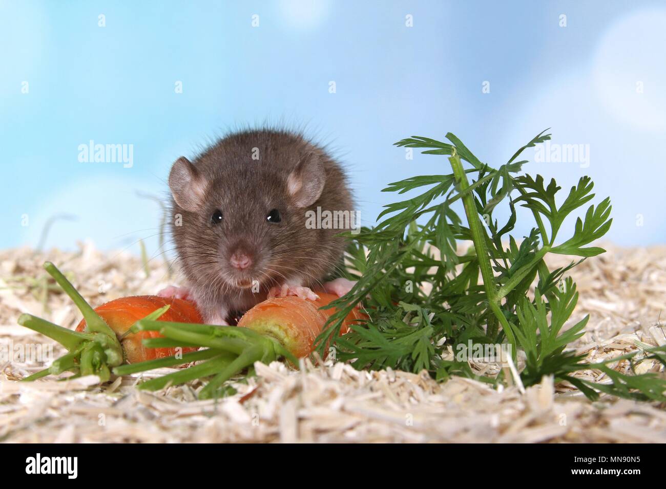 Fancy carrots hi-res stock photography and images - Alamy