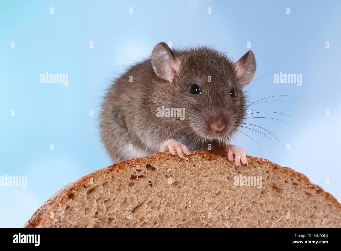 Agouti and white hi-res stock photography and images - Alamy