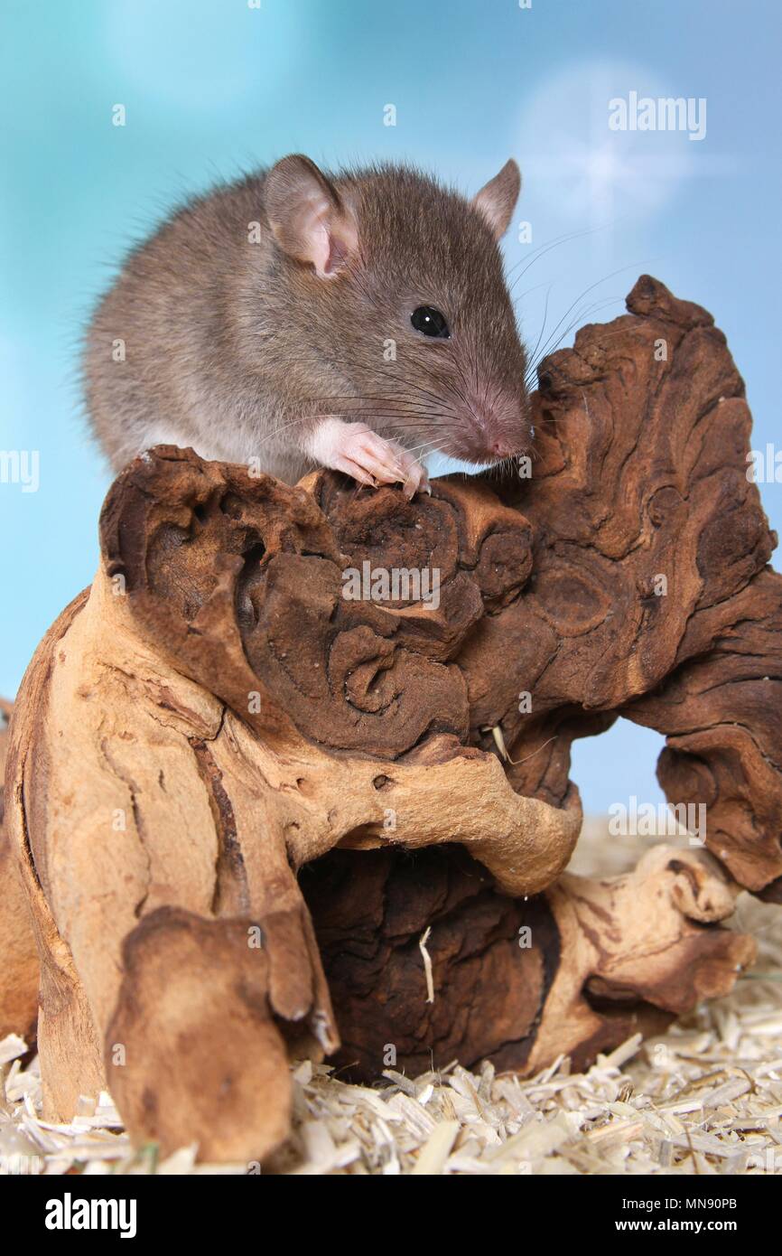 Fancy tree root hi-res stock photography and images - Alamy