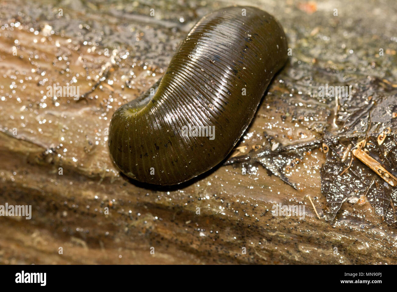 Aquatic leech hi-res stock photography and images - Alamy