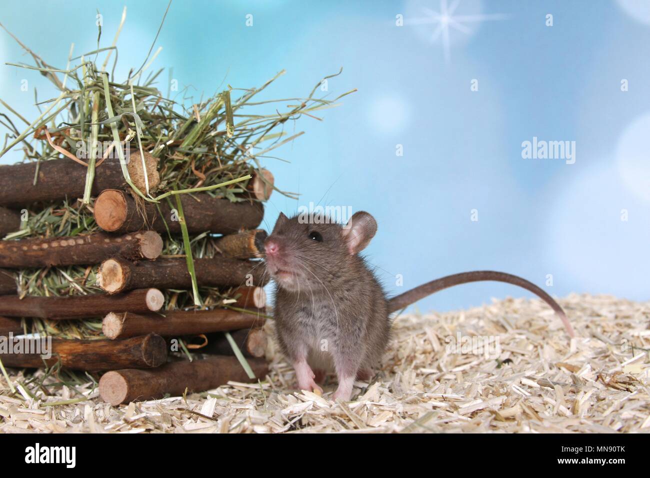 Fancy hay hi-res stock photography and images - Alamy