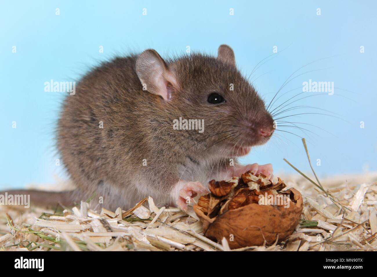 Agouti nut hi-res stock photography and images - Alamy