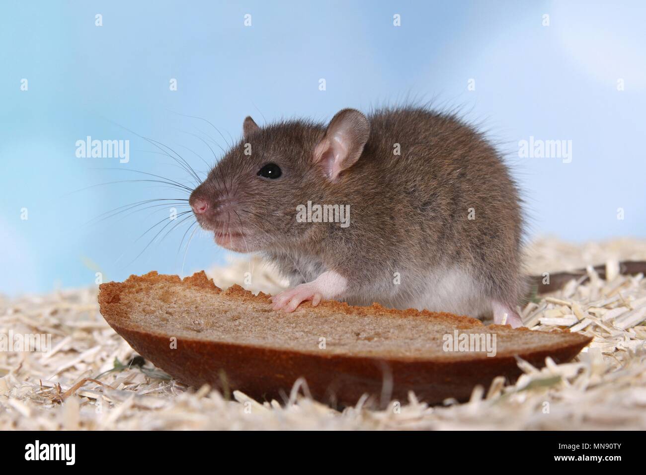 Rat eats bread hi-res stock photography and images - Alamy