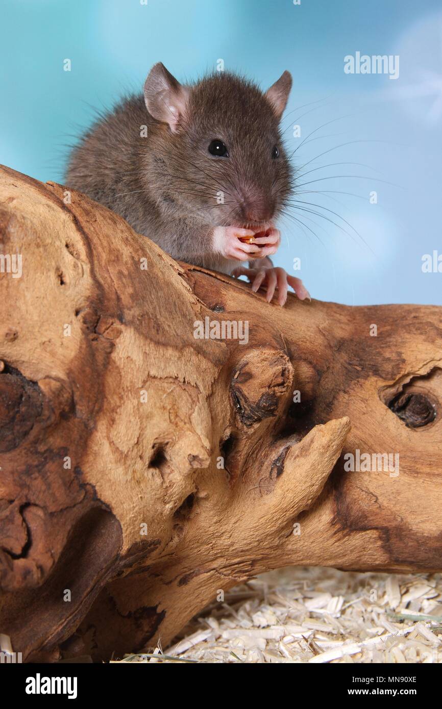 Fancy tree root hi-res stock photography and images - Alamy