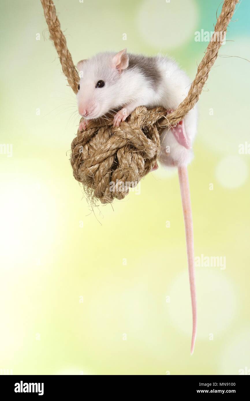 Husky climbing hi-res stock photography and images - Alamy