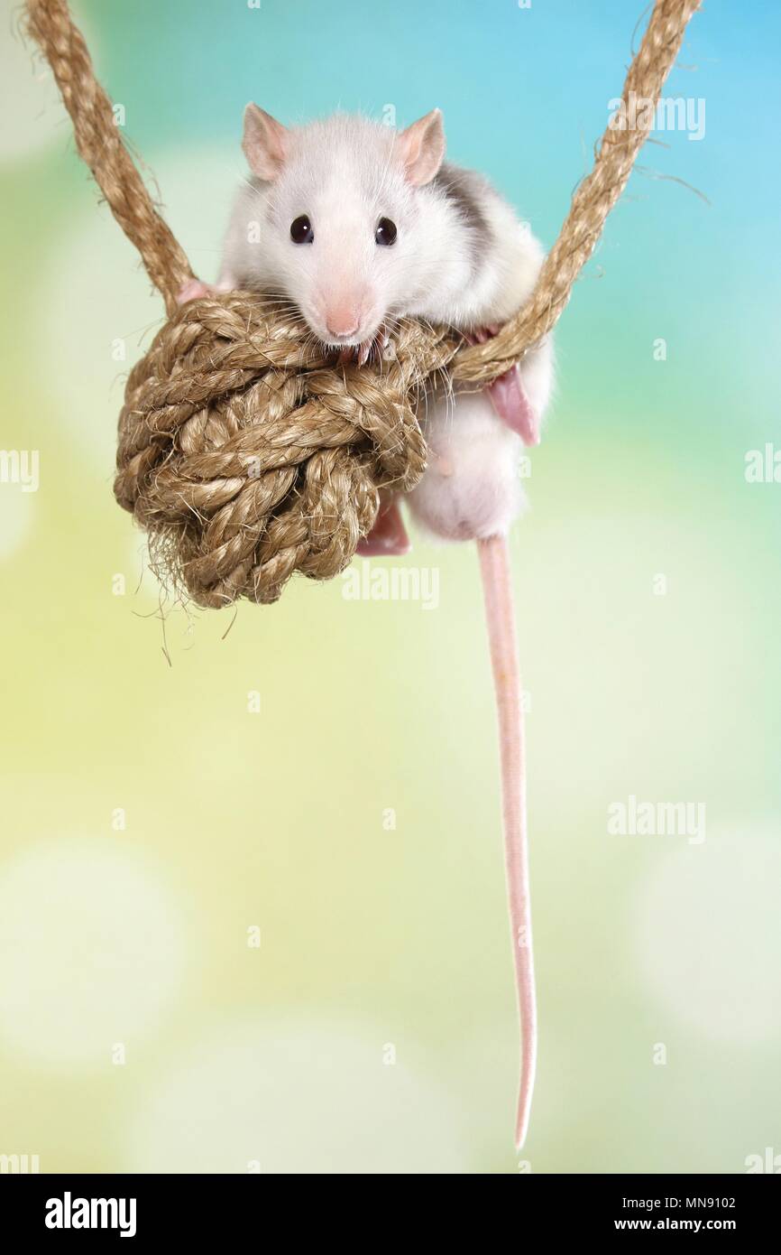 Husky climbing hi-res stock photography and images - Alamy