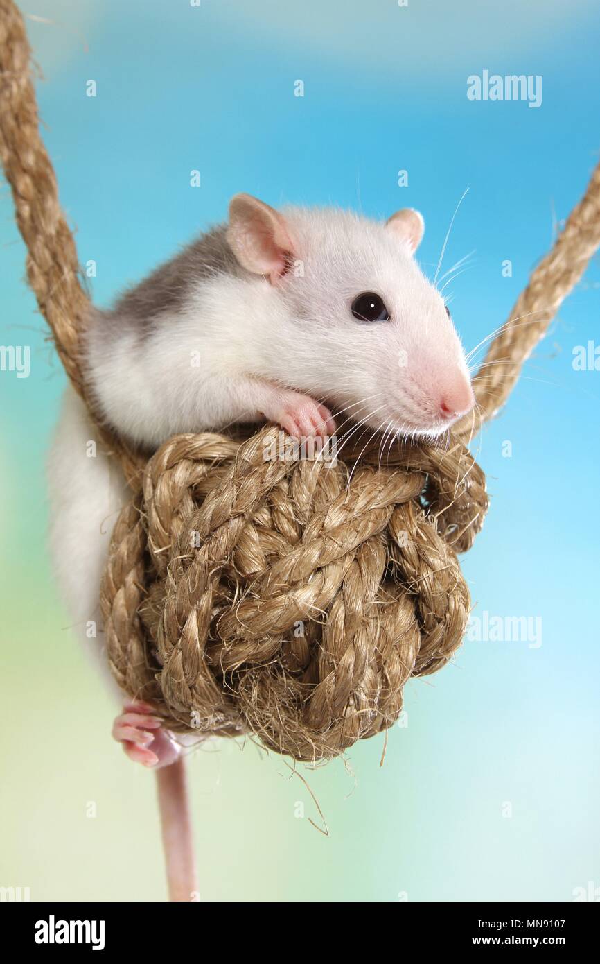 Husky climbing hi-res stock photography and images - Alamy