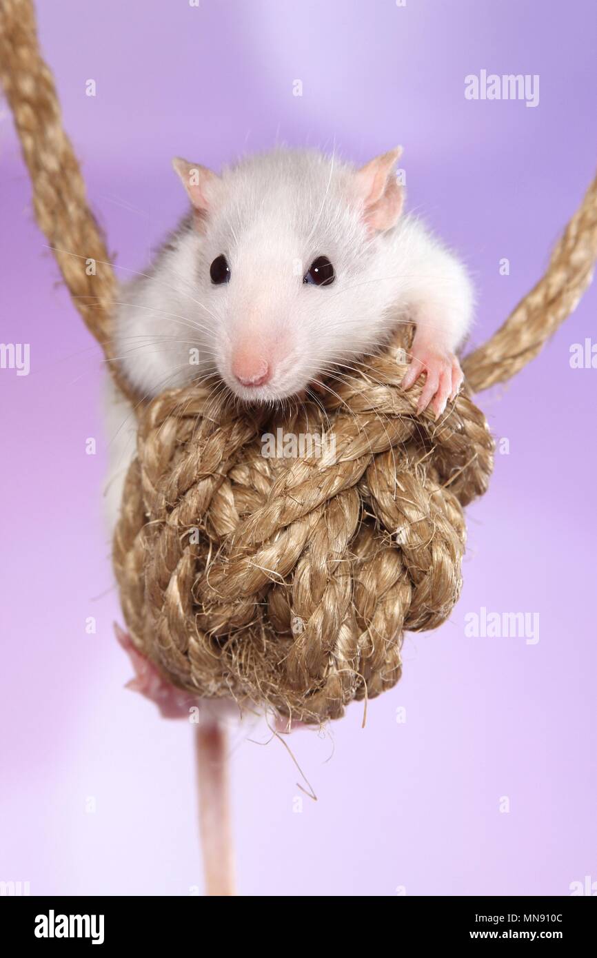 Husky climbing hi-res stock photography and images - Alamy