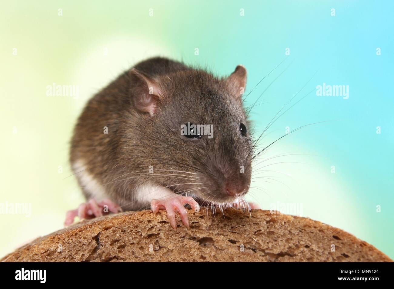 Agouti white hi-res stock photography and images - Alamy