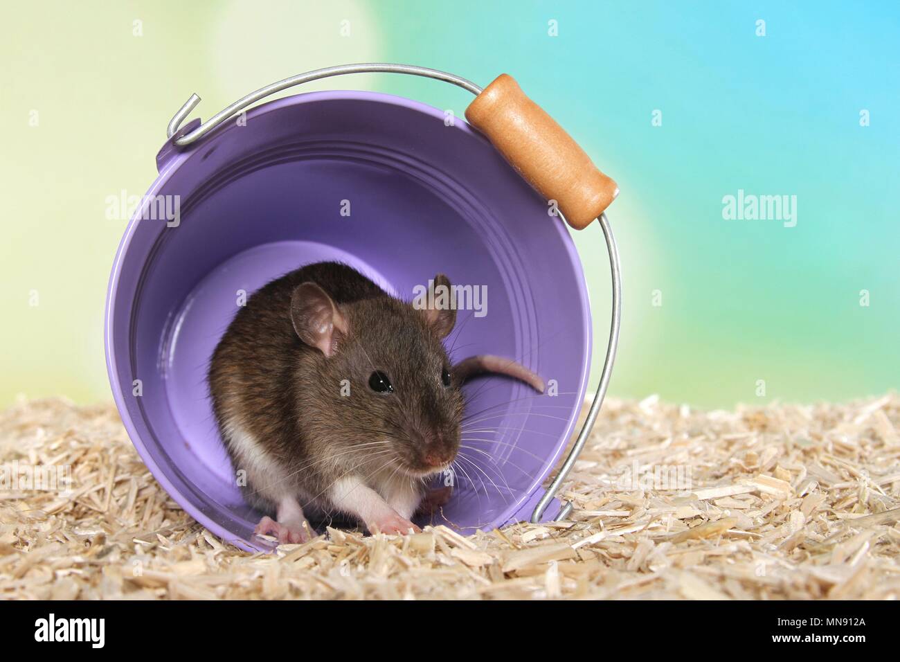 Fancy buckets hi-res stock photography and images - Alamy