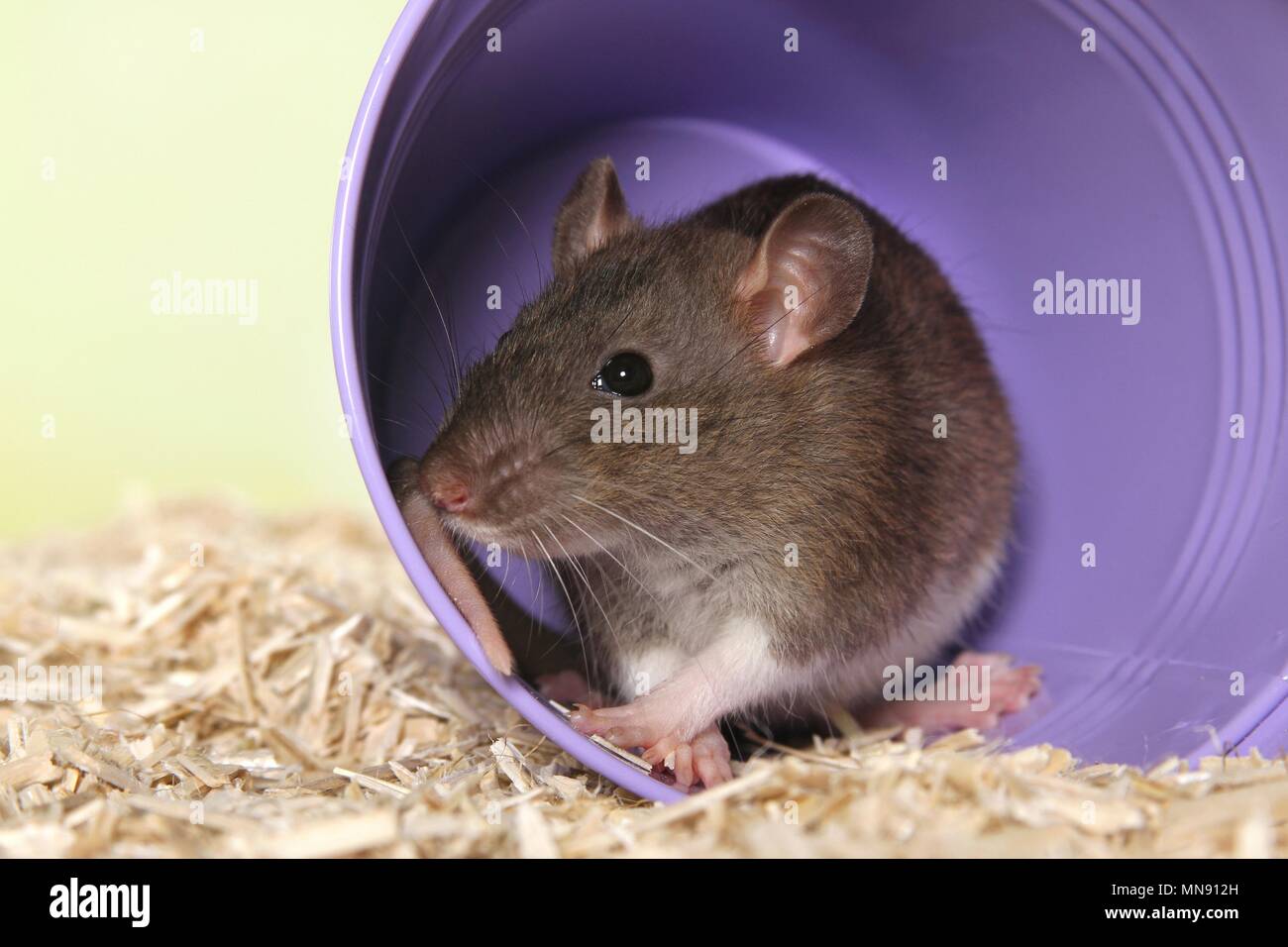 Fancy buckets hi-res stock photography and images - Alamy
