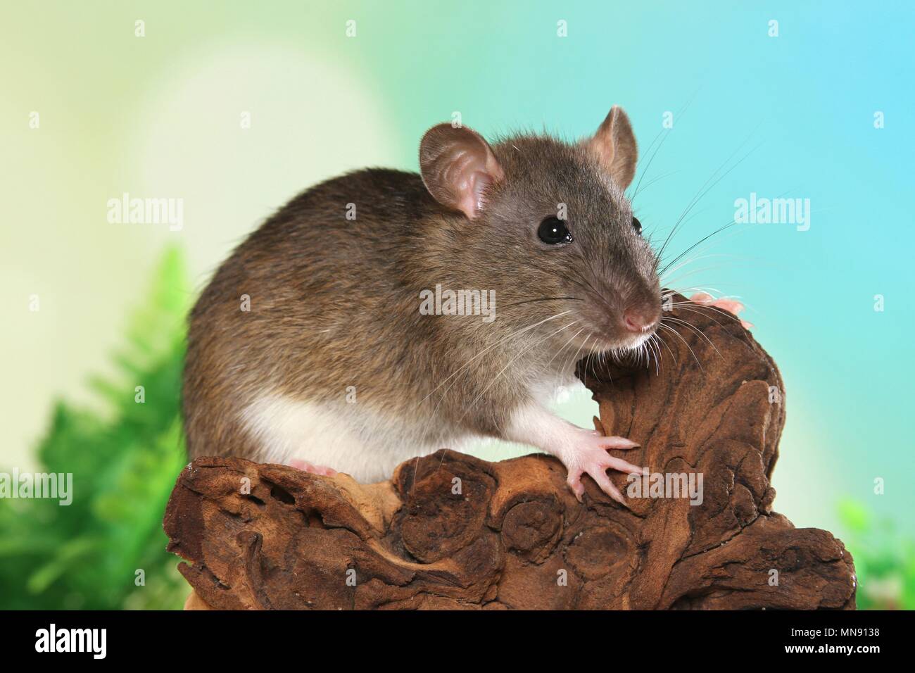 Fancy tree root hi-res stock photography and images - Alamy