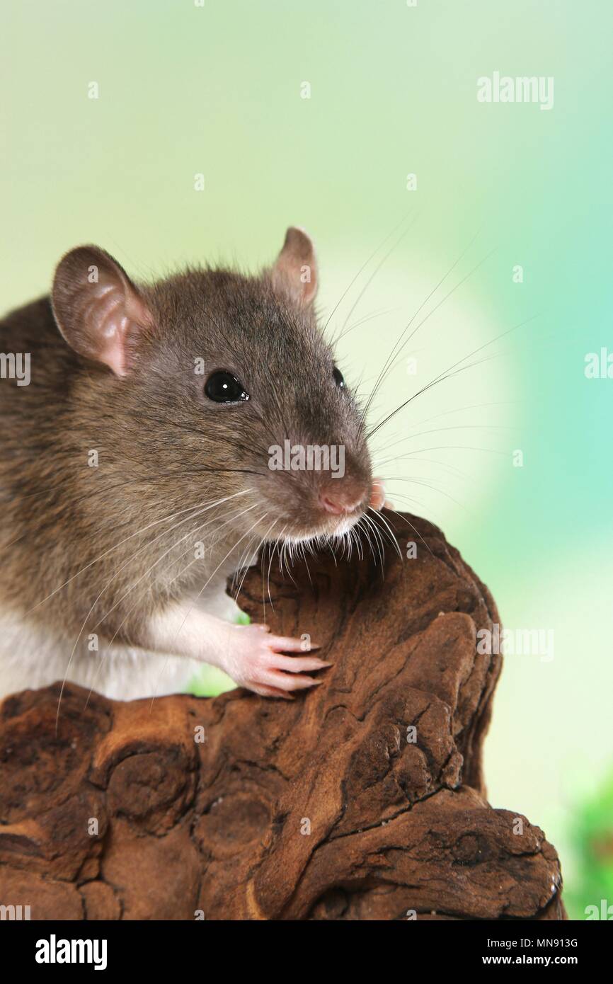 Fancy tree root hi-res stock photography and images - Alamy