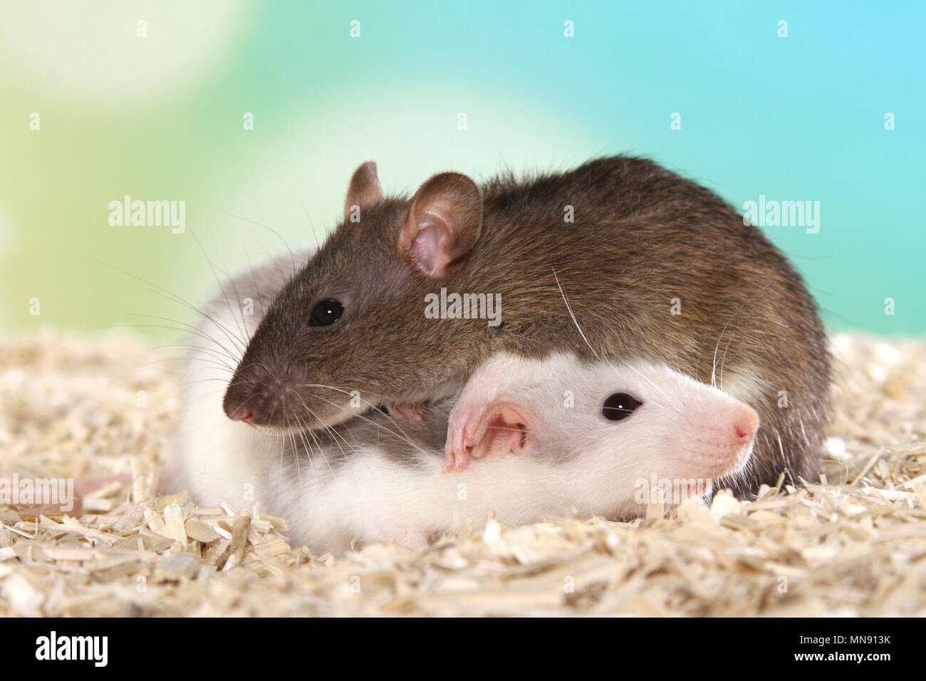 2 fancy rats Stock Photo - Alamy