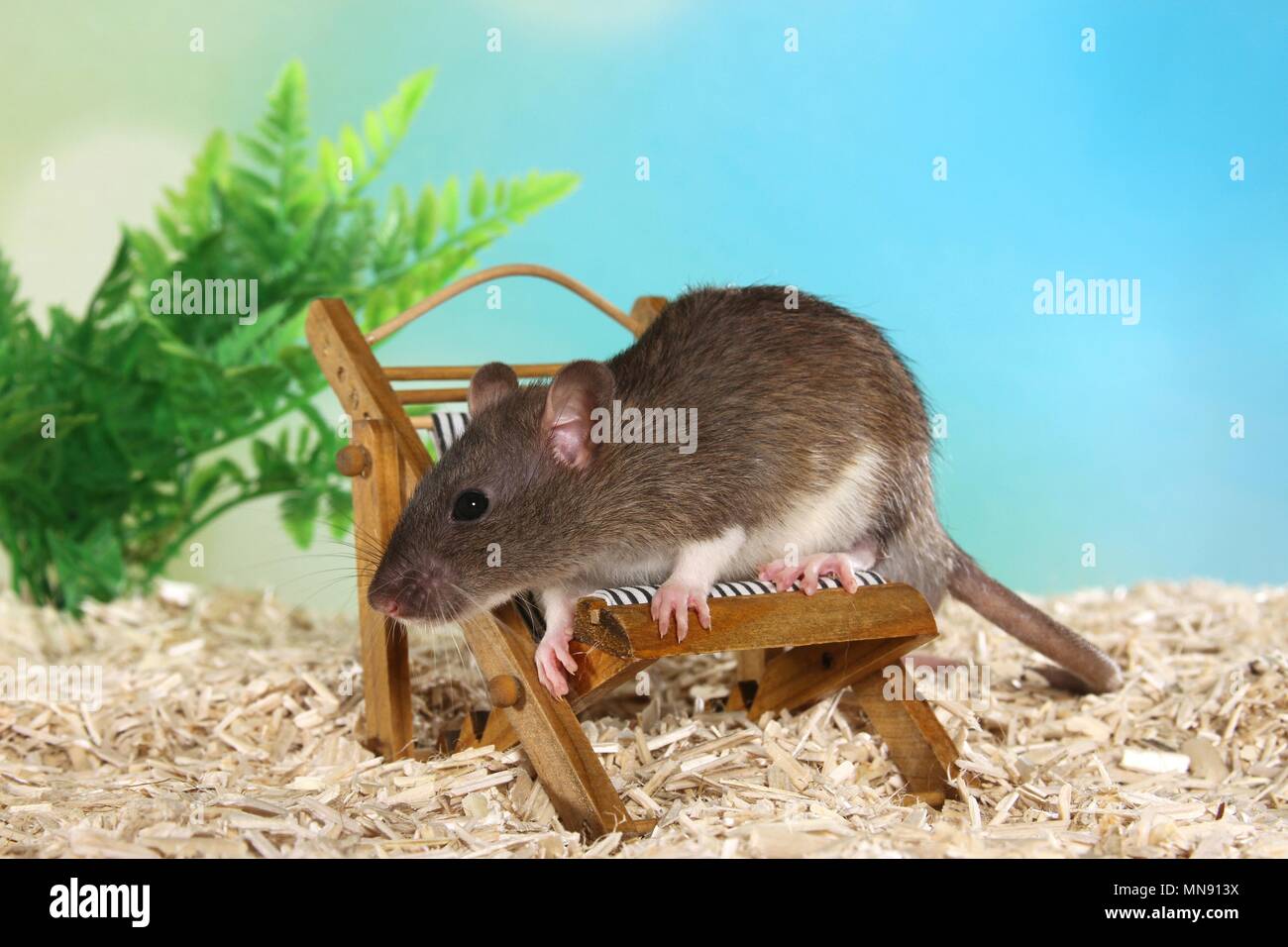 Funny deck chairs hi-res stock photography and images - Alamy