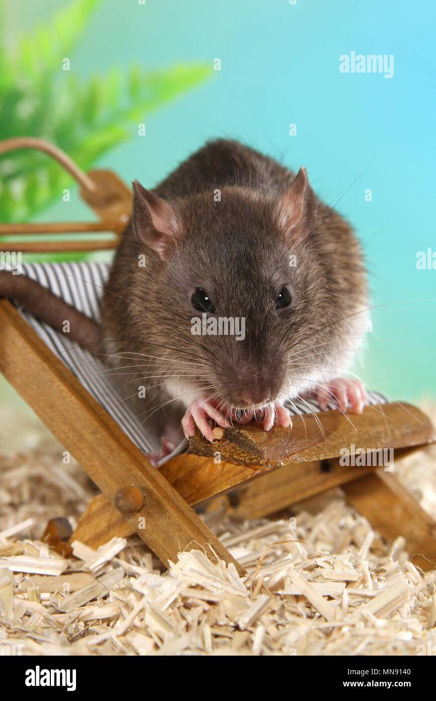 Funny deck chairs hi-res stock photography and images - Alamy