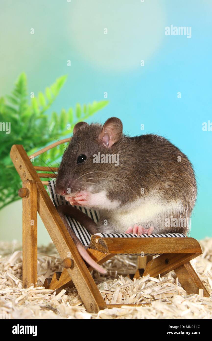 Humor humour begs begging hi-res stock photography and images - Alamy