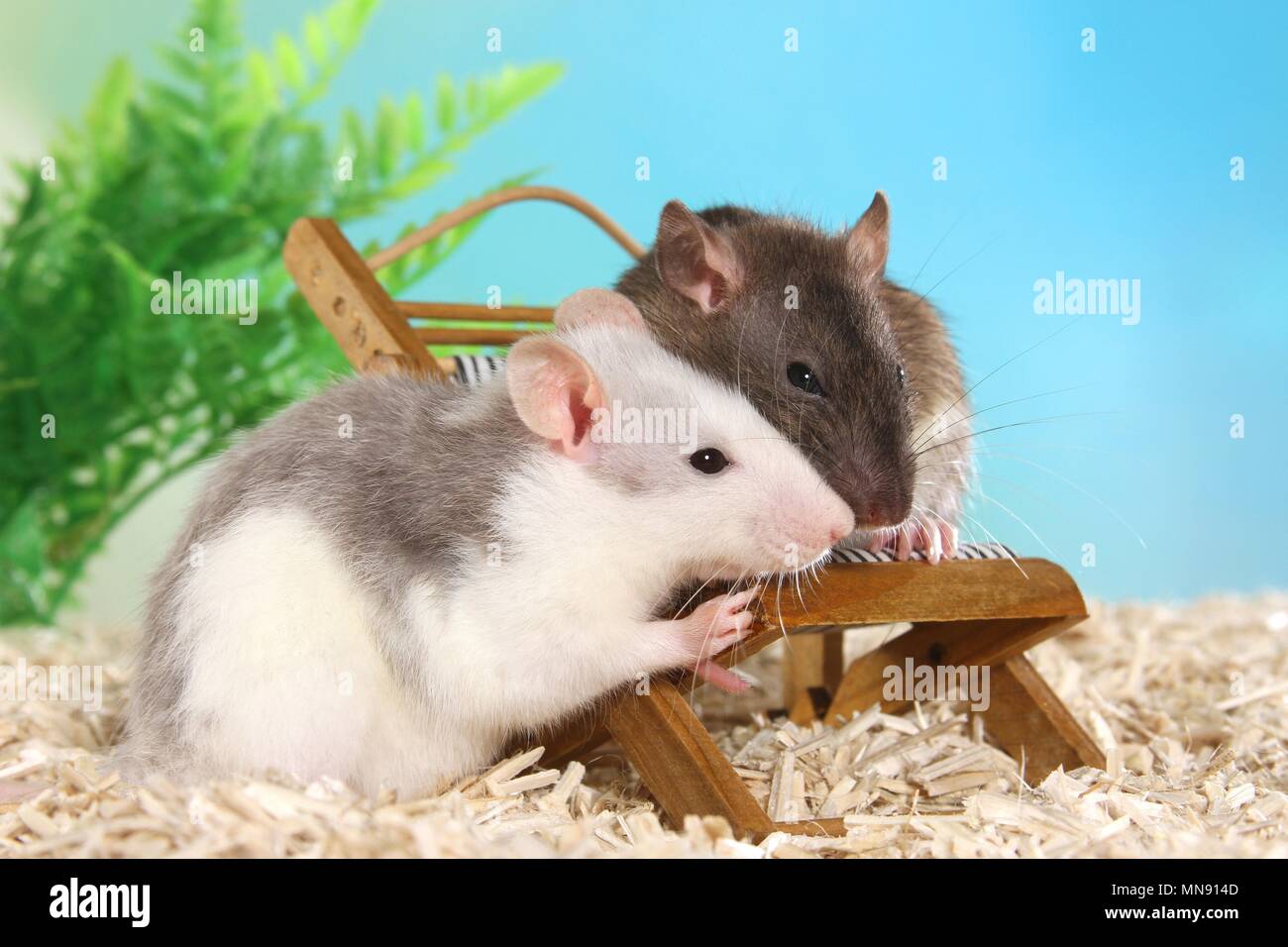 Sun rats hi-res stock photography and images - Alamy