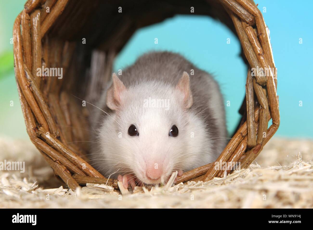 Tunnel rats hi-res stock photography and images - Alamy