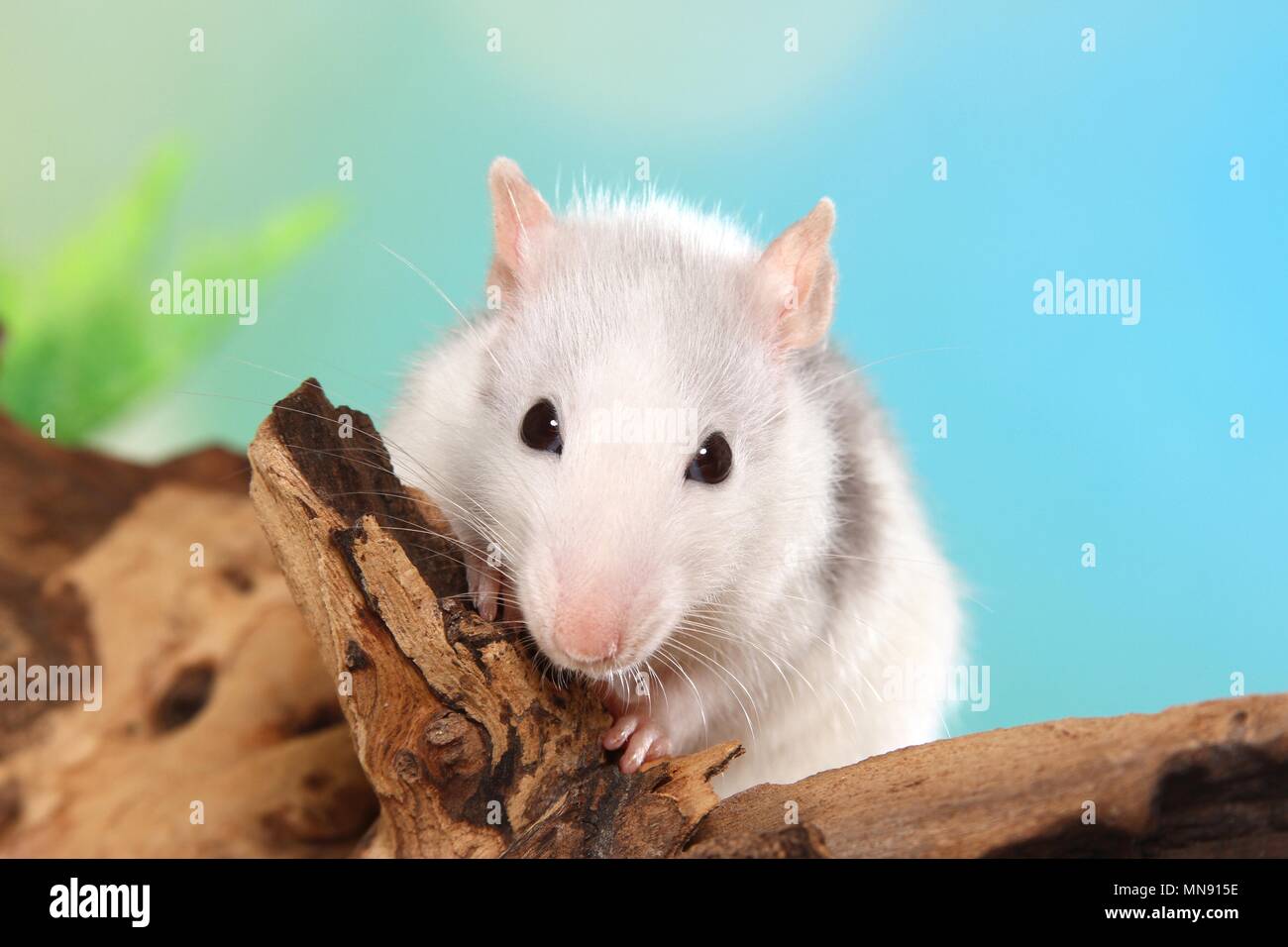 Fancy tree root hi-res stock photography and images - Alamy