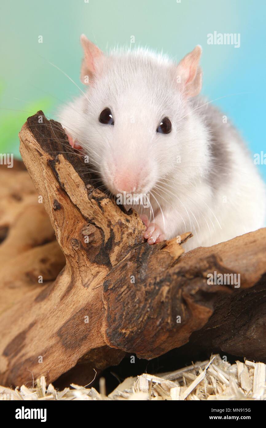 Grey coloured roots hi-res stock photography and images - Alamy