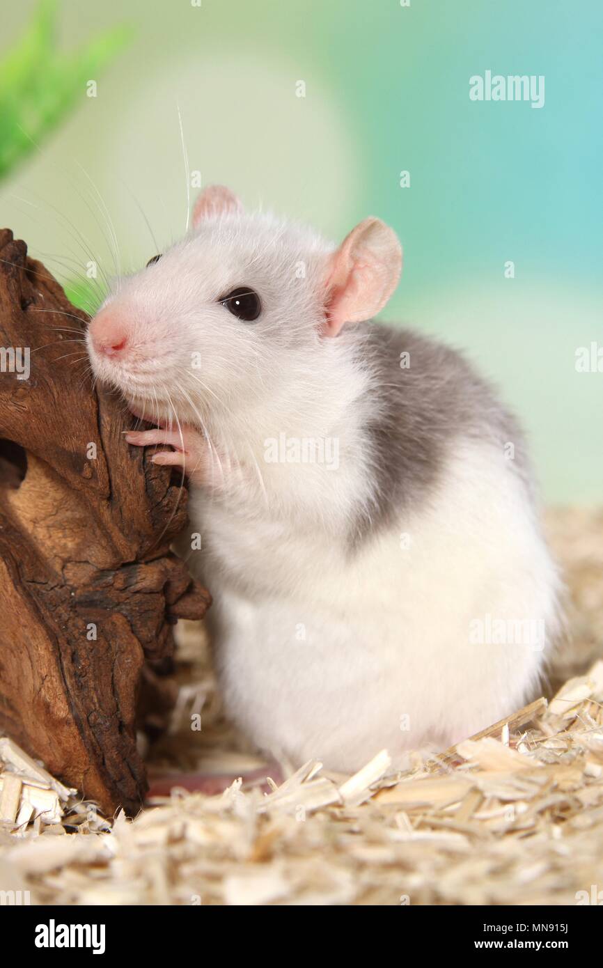 Grey coloured roots hi-res stock photography and images - Alamy