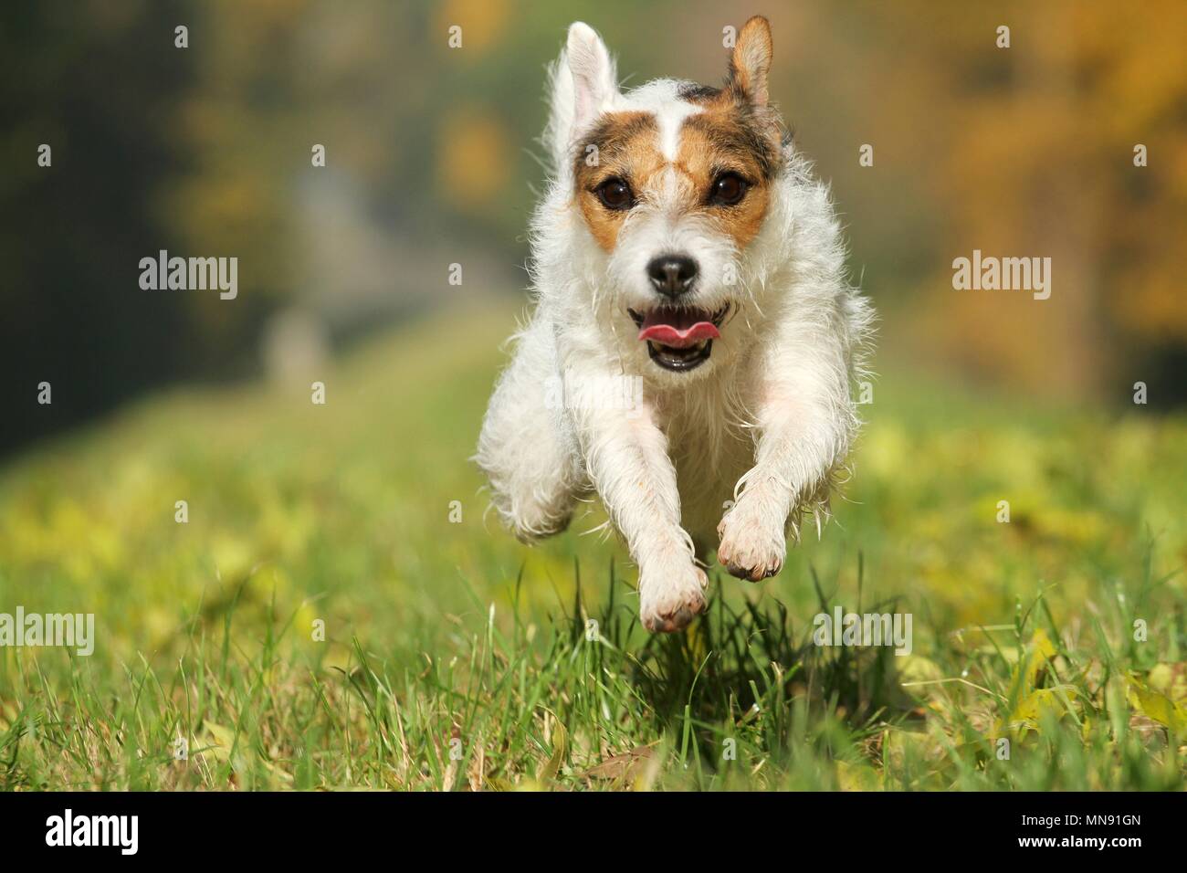 running Parson Russell Terrier Stock Photo - Alamy