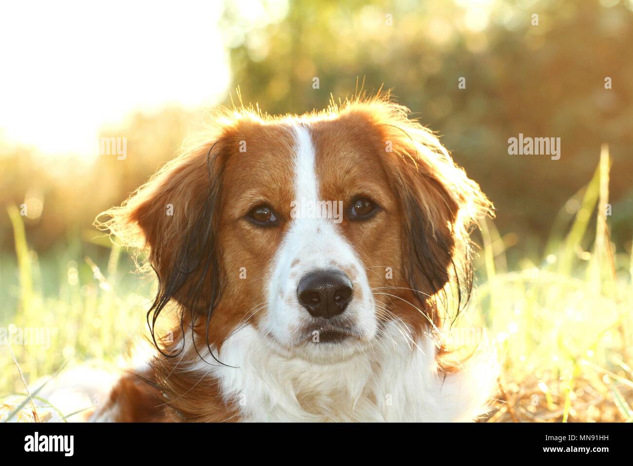 Portrait kooiker hi-res stock photography and images - Alamy