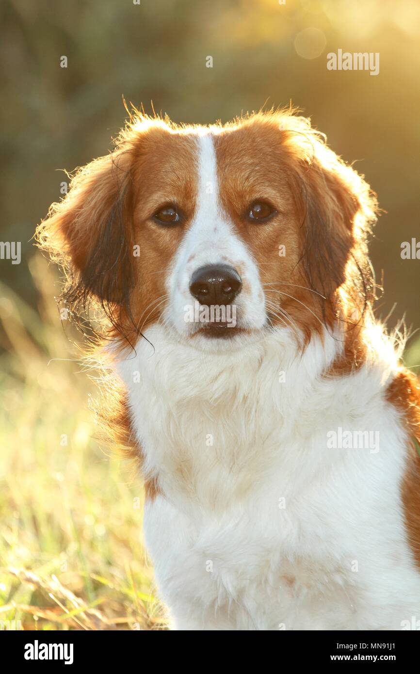 Portrait kooiker hi-res stock photography and images - Alamy