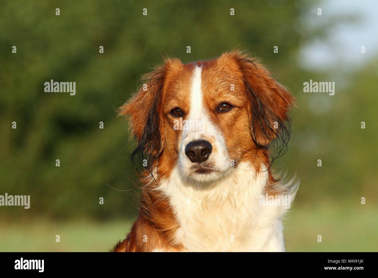 Portrait kooiker hi-res stock photography and images - Alamy