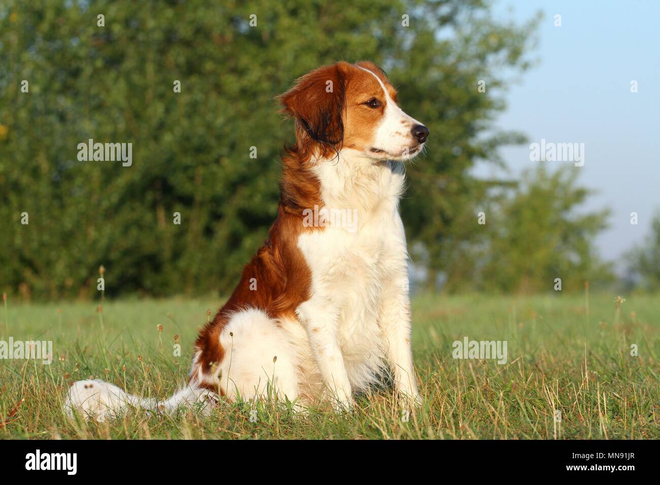 Kooiker hound outdoor hi-res stock photography and images - Alamy