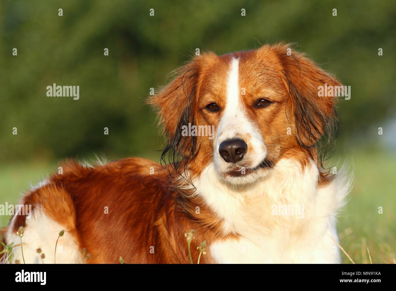 Portrait kooiker hi-res stock photography and images - Alamy