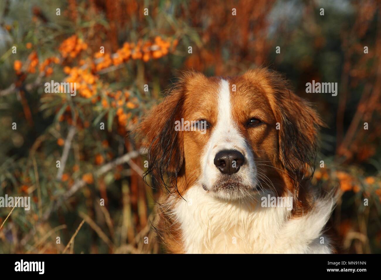 Portrait kooiker hi-res stock photography and images - Alamy