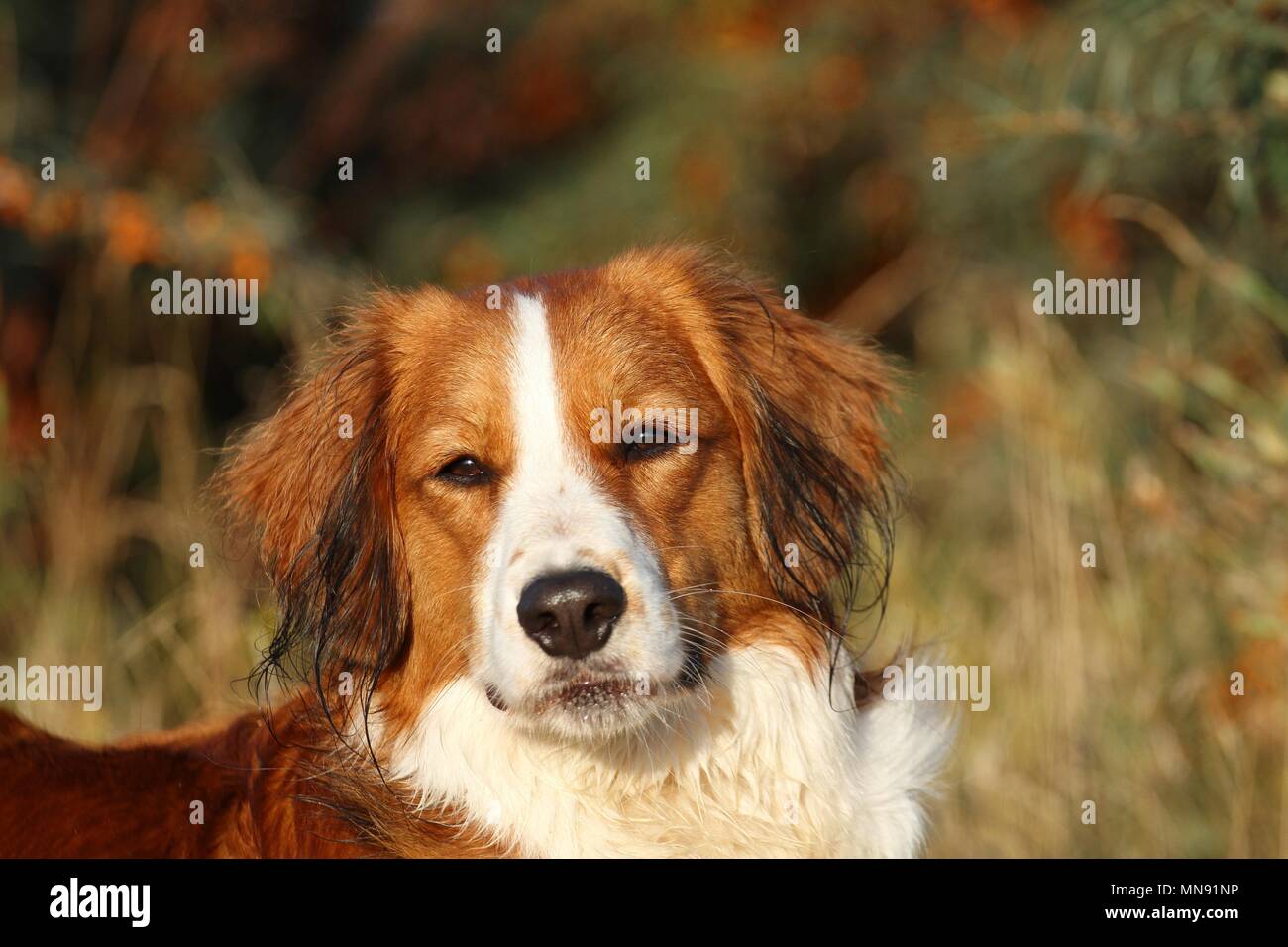 Dutch decoy spaniel hi-res stock photography and images - Alamy