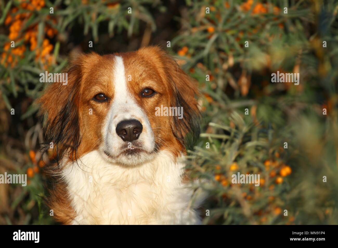 Portrait kooiker hi-res stock photography and images - Alamy