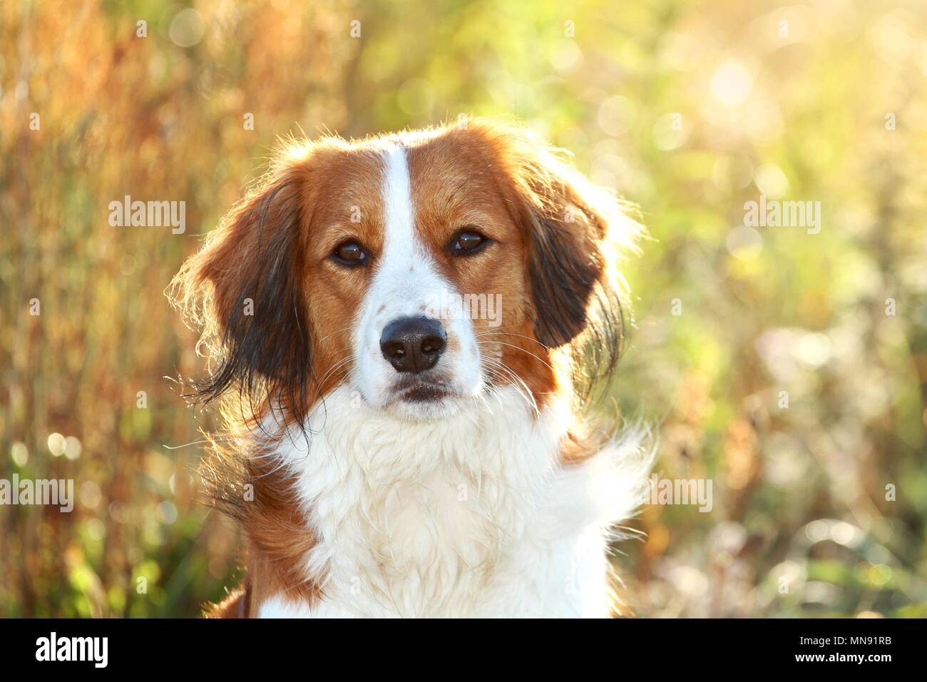 Portrait kooiker hi-res stock photography and images - Alamy