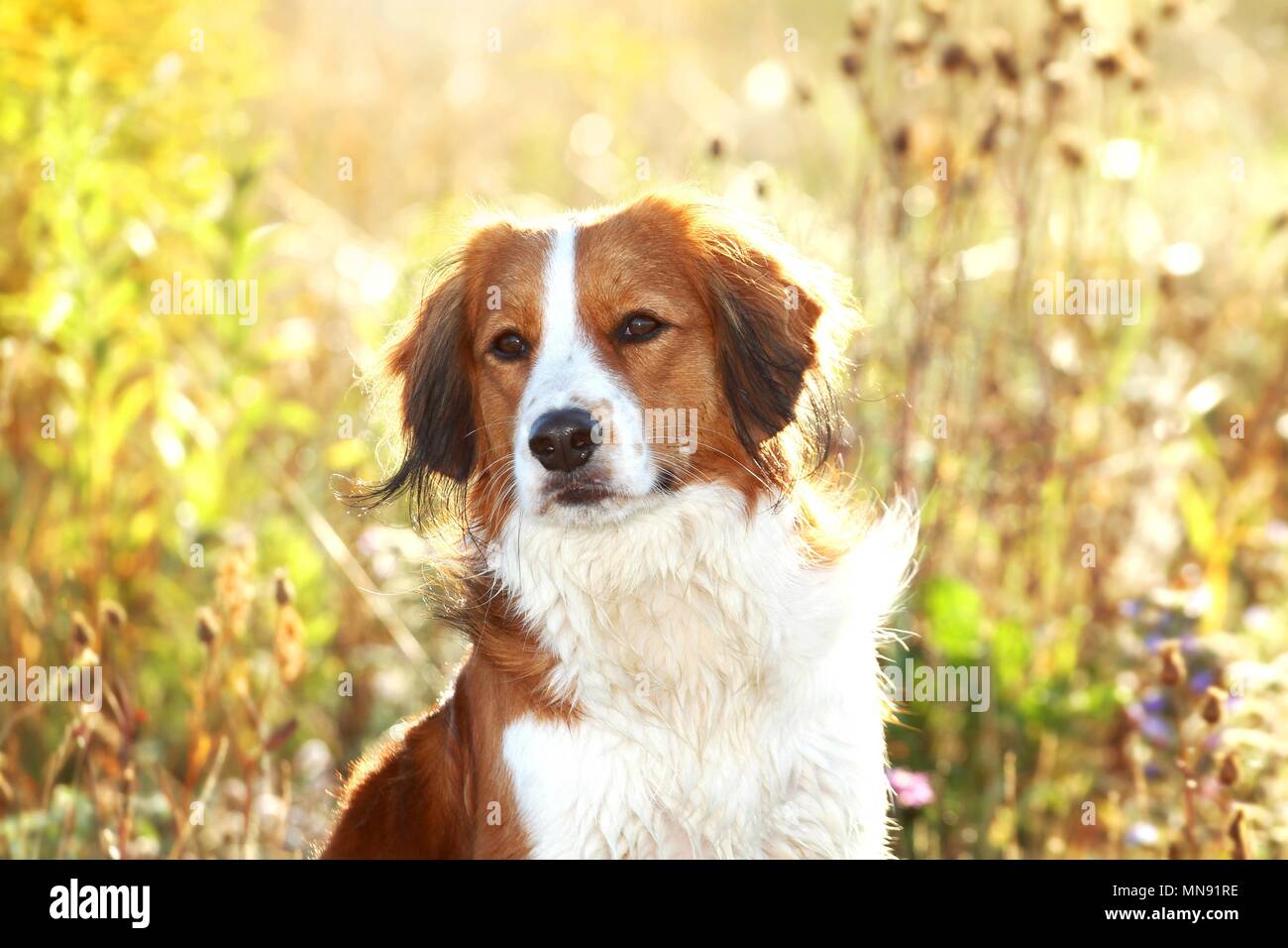 Dutch decoy spaniel hi-res stock photography and images - Alamy