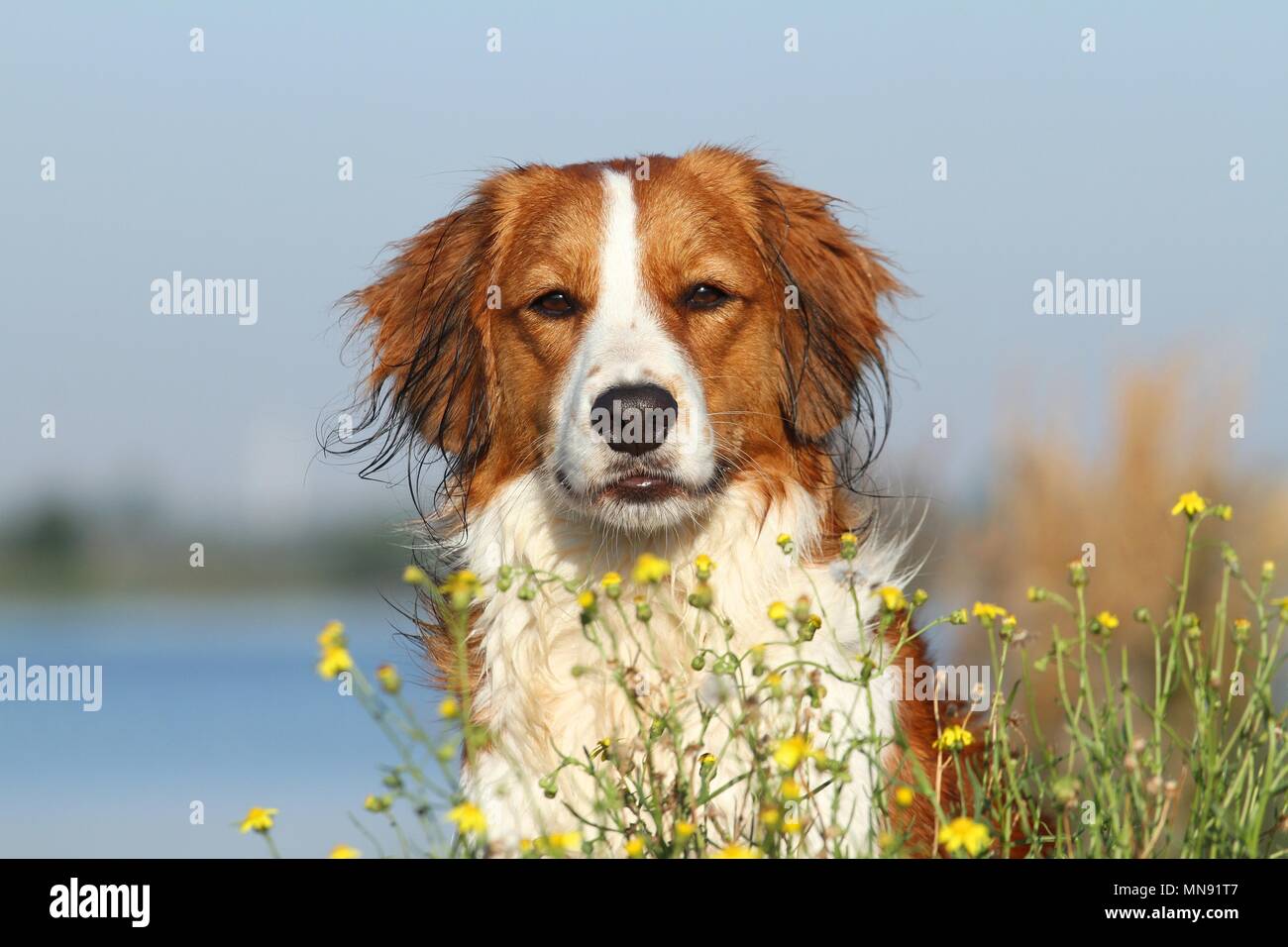 Portrait kooiker hi-res stock photography and images - Alamy