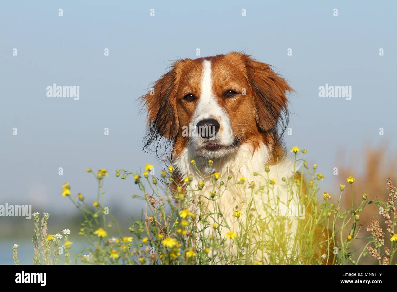 Portrait kooiker hi-res stock photography and images - Alamy