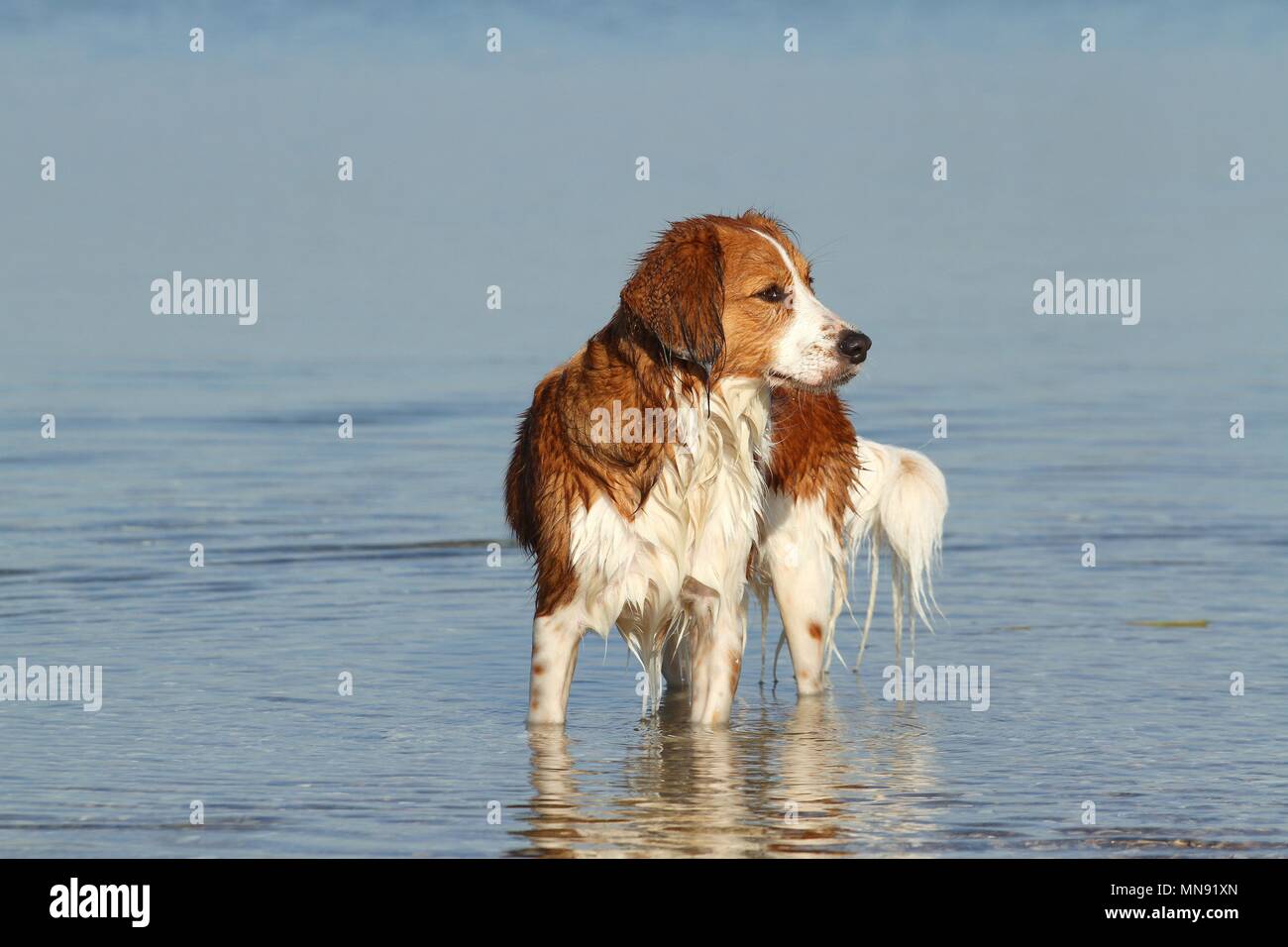 Dutch decoy spaniel hi-res stock photography and images - Alamy