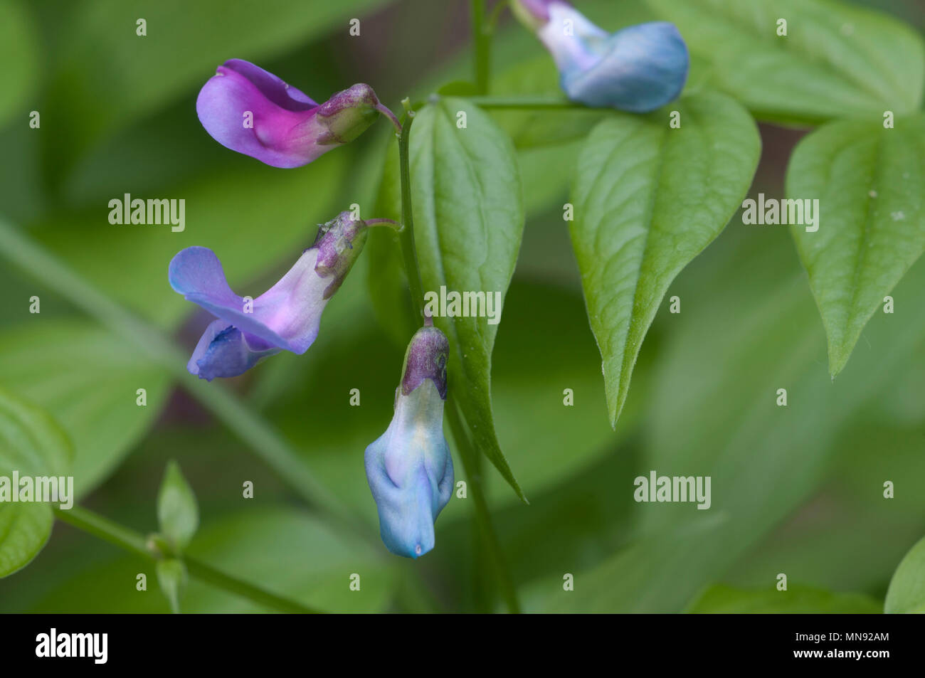 Lathyrus vernus hi-res stock photography and images - Alamy