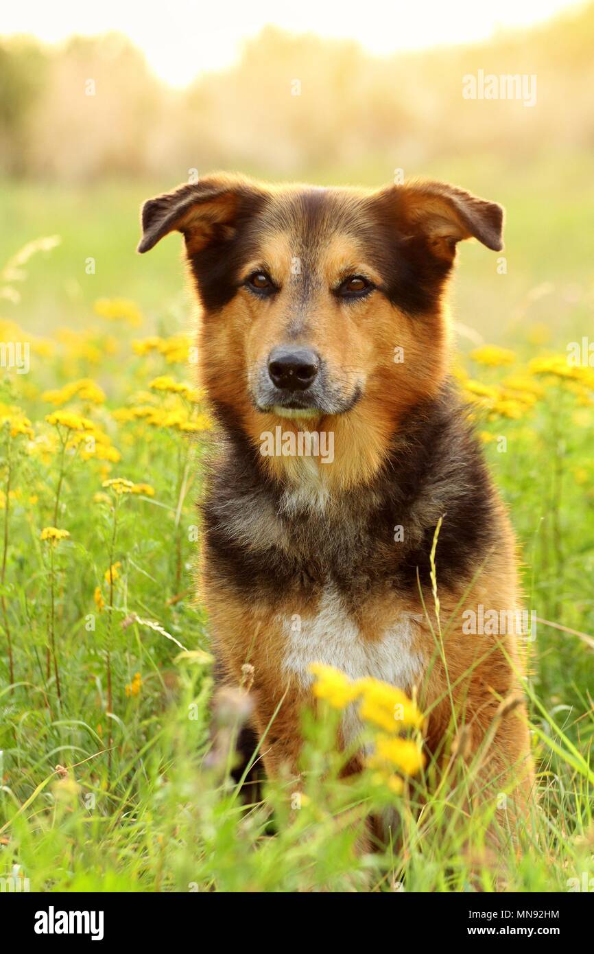Shepherd dog sunrise hi-res stock photography and images - Alamy
