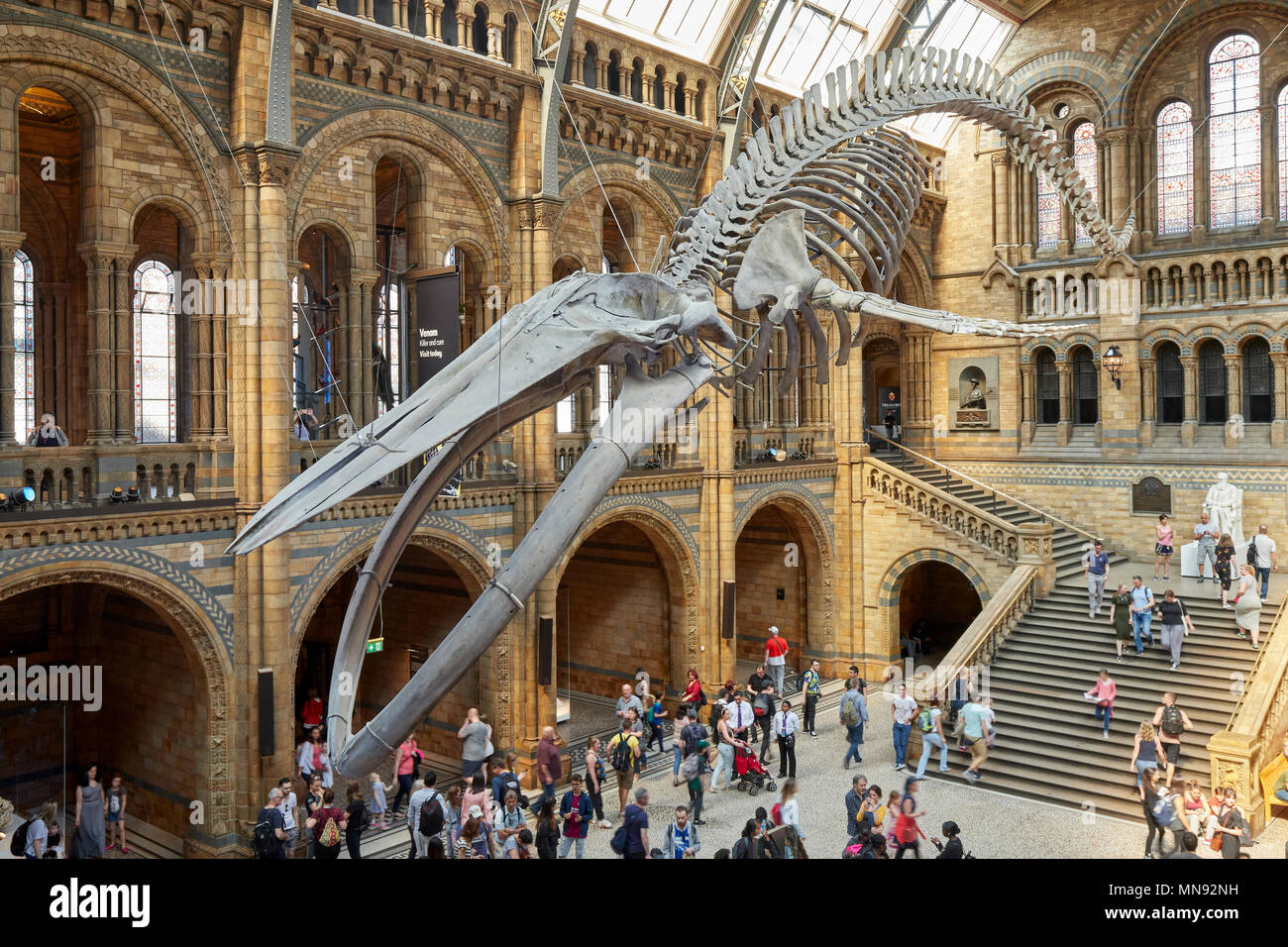 Hope the Blue Whale Skeleton in Hintze Hall The Natural History Museum ...