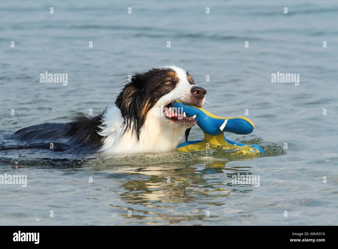 playing Australian Shepherd Stock Photo - Alamy