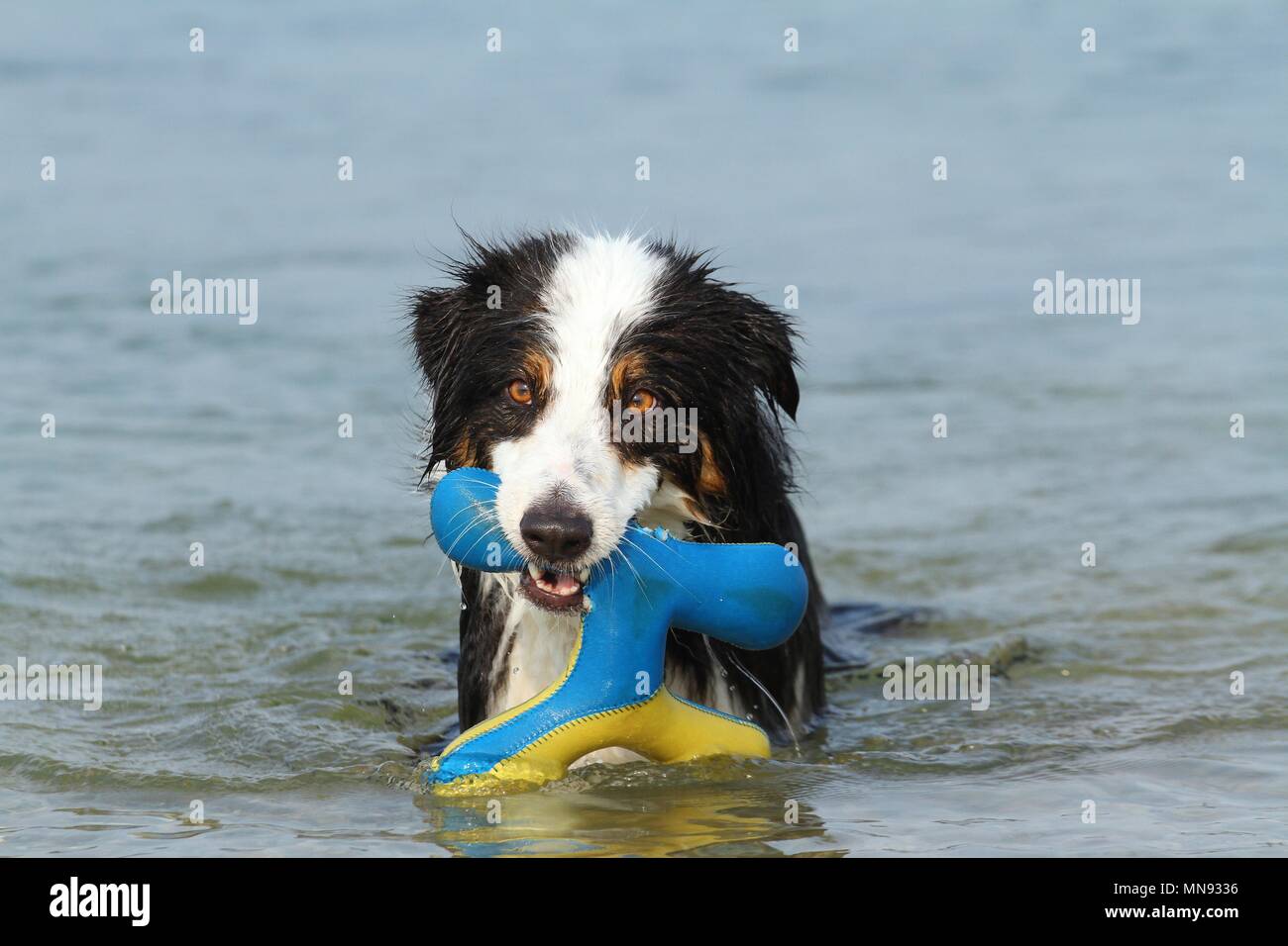 playing Australian Shepherd Stock Photo - Alamy