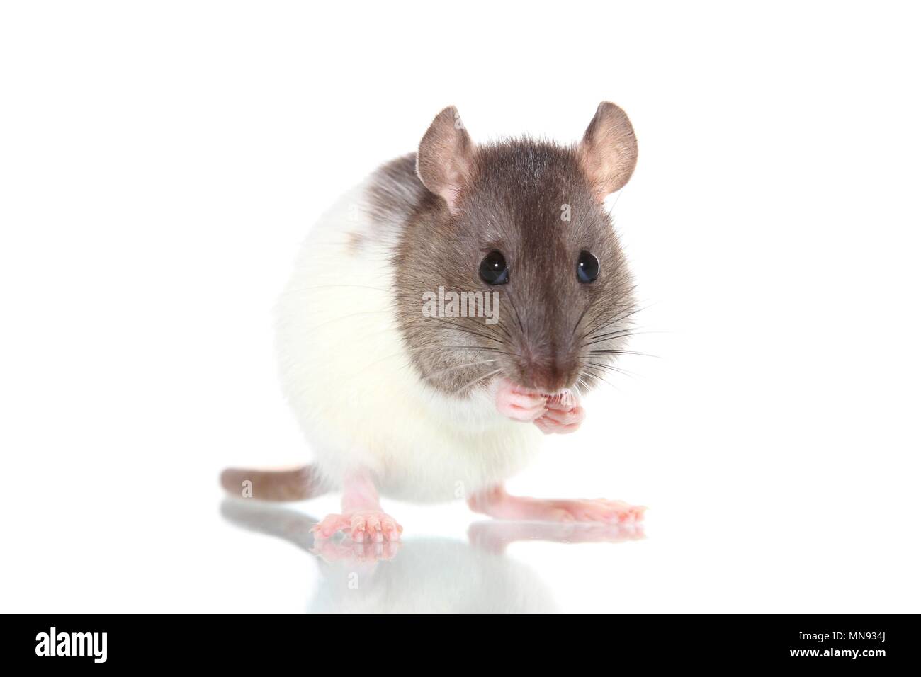 Two rats eating hi-res stock photography and images - Alamy