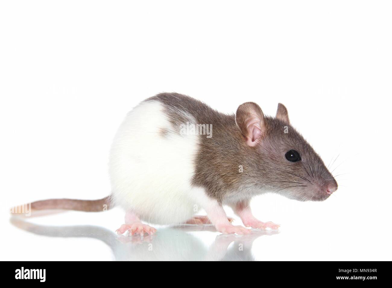 Brown hooded rat hi-res stock photography and images - Alamy