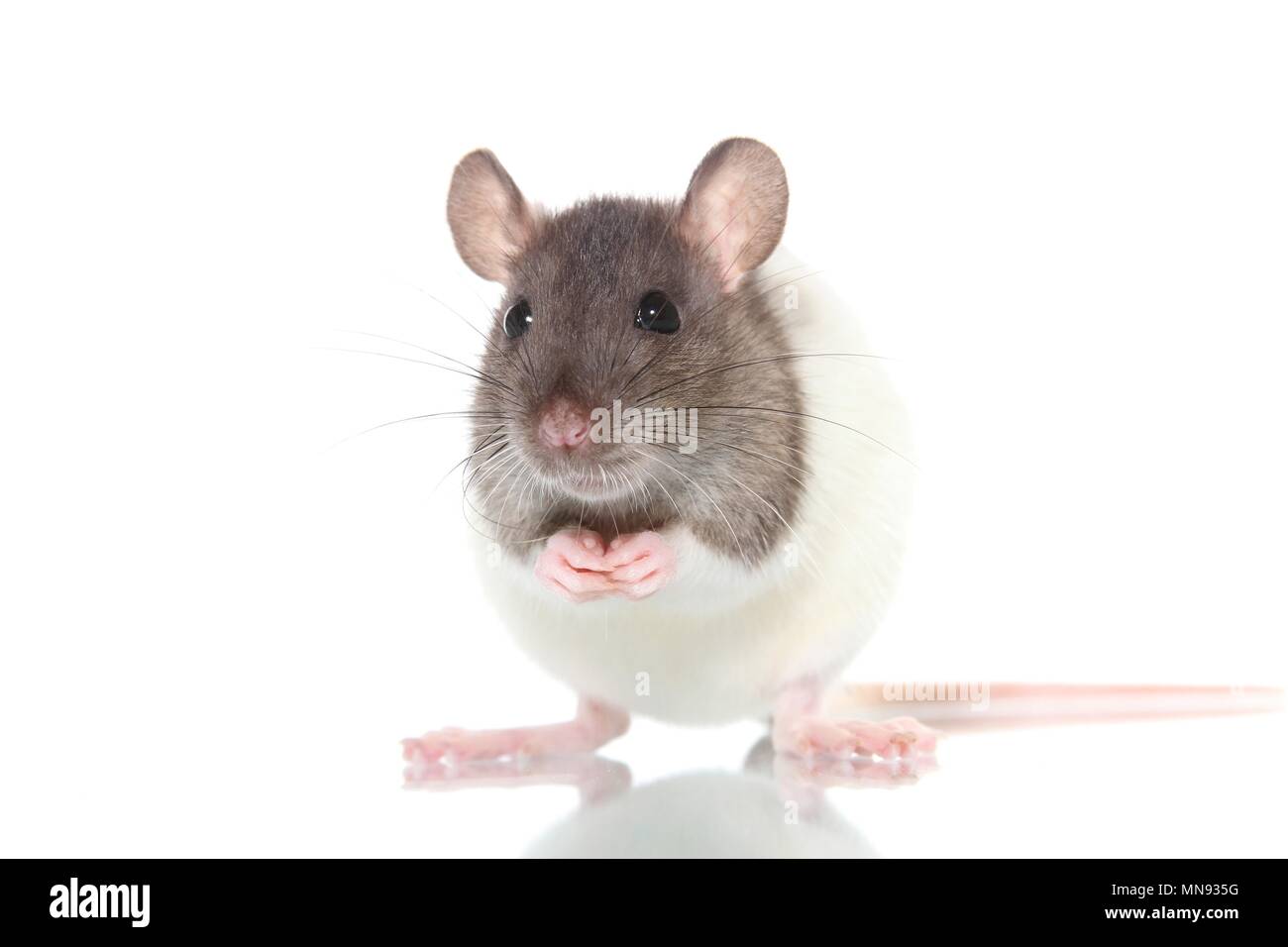 Hooded rat hi-res stock photography and images - Alamy