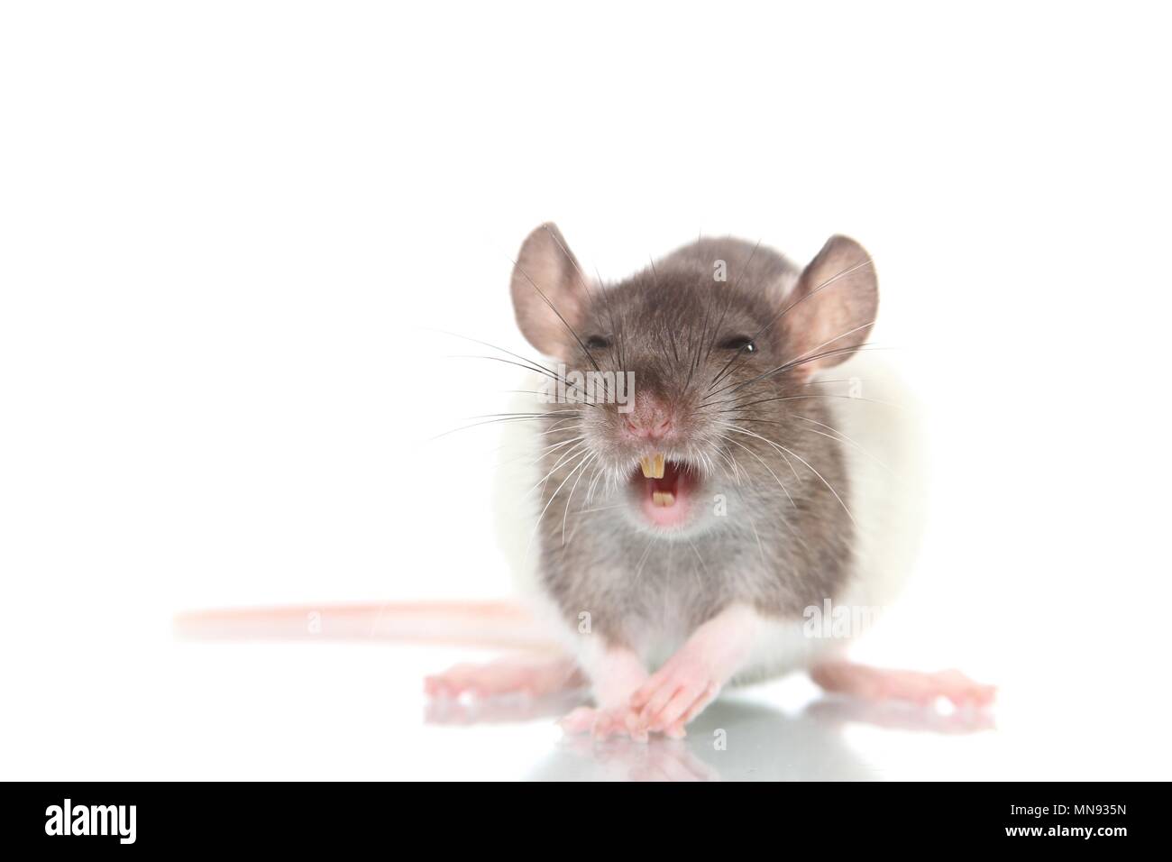 Tired white rat hi-res stock photography and images - Alamy
