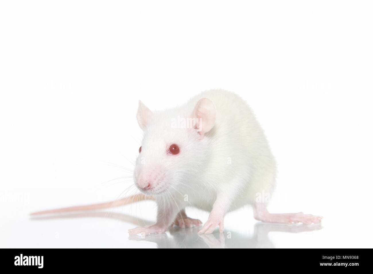Albino white domesticated rat rattus hi-res stock photography and ...